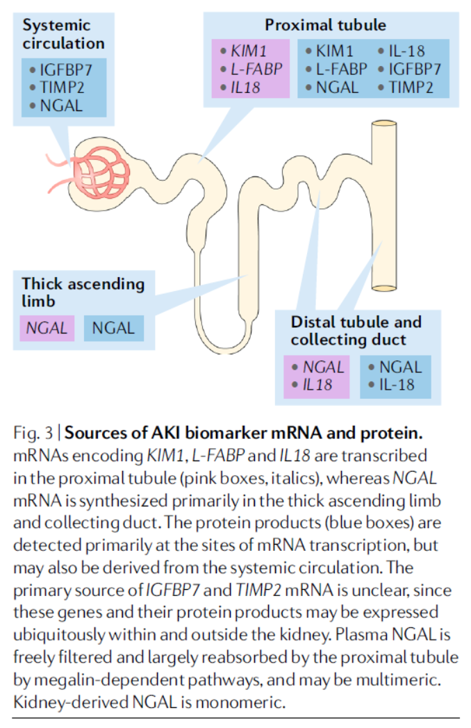 Acute tubular injury 의 유형 (분자 신장학) : 5. Biomarker 를 통한 신장 손상의 진단 – 손닥터