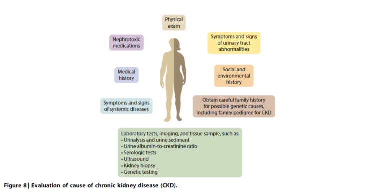 KDIGO 가이드라인 CKD 2024 간단 정리(1) CKD 의 평가 – 손닥터